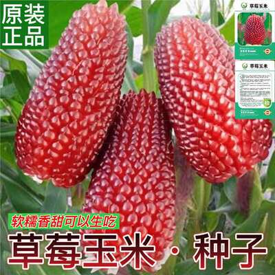水果玉米种子草莓玉米种子可生吃