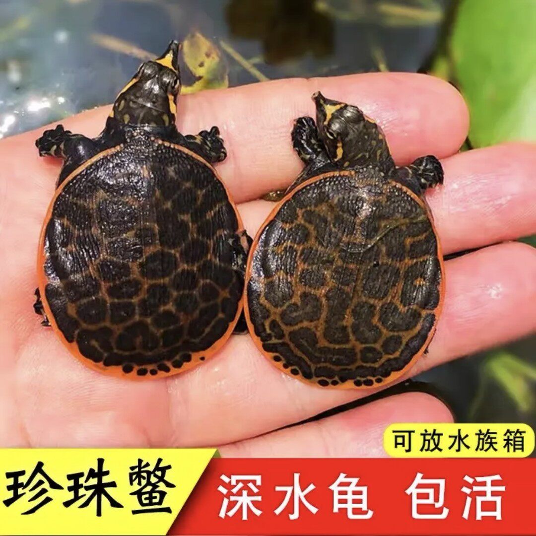 深水鳖珍珠鳖清道夫清理鱼缸混养冷水龟活体小乌龟活物观赏甲鱼苗