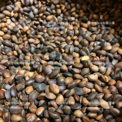 生华山松子小宠物松飞鼠粮食坚果