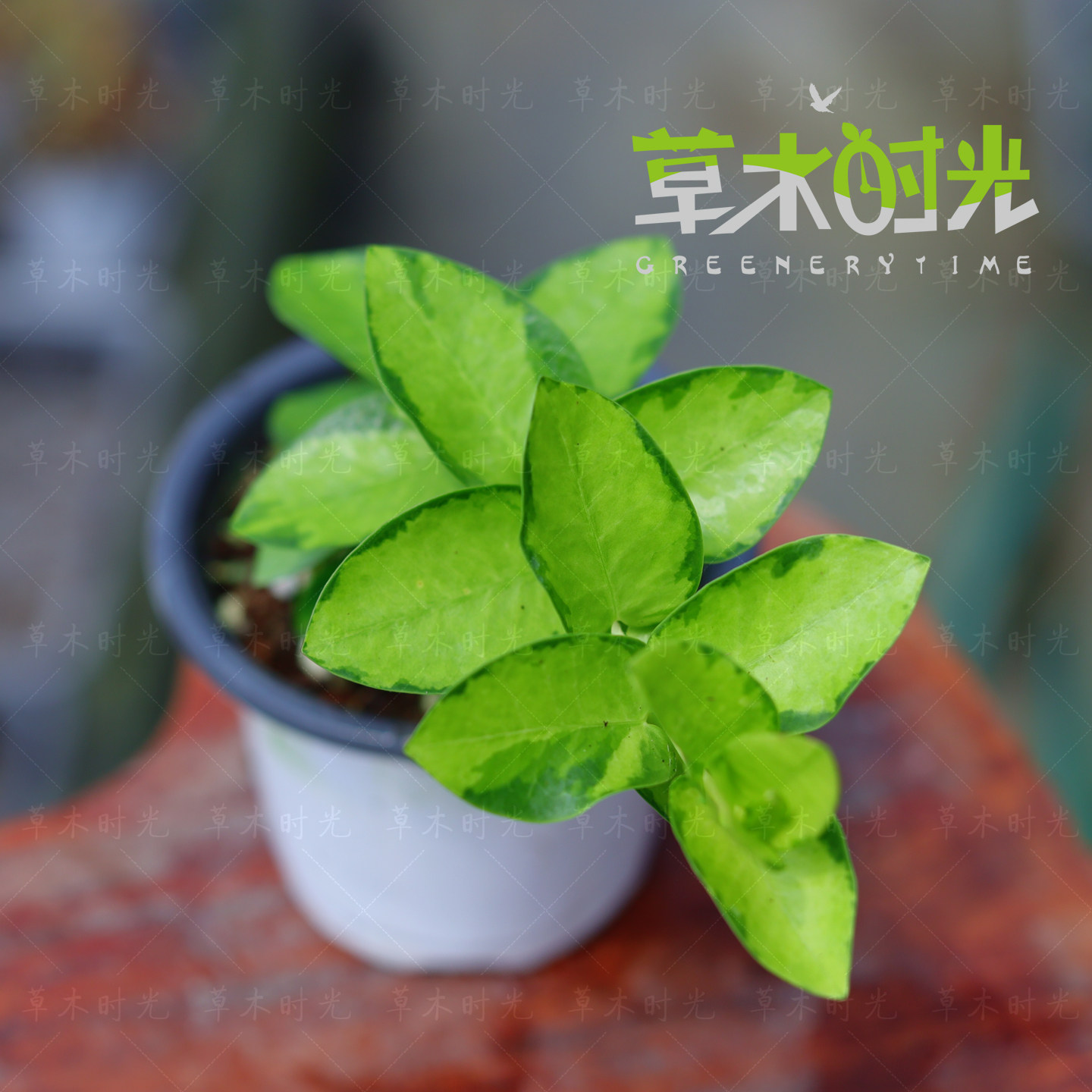 孜然内锦球兰Hoya cumingiana variegata珍稀品种阳台植物治愈系