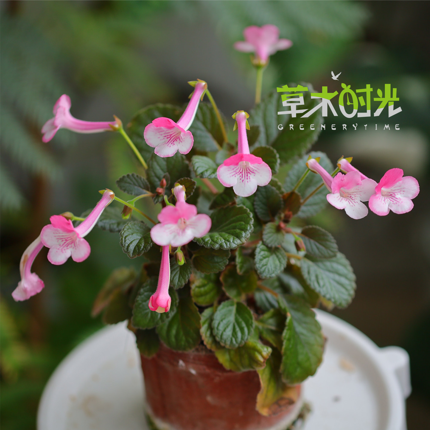 苦苣苔科迷岩合集 迷你岩桐石头系 耐热耐阴阳台开花植物