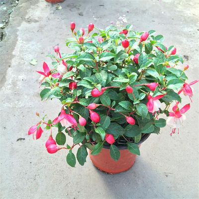 Lotus lantern potted upside down, Golden bell flower seedli