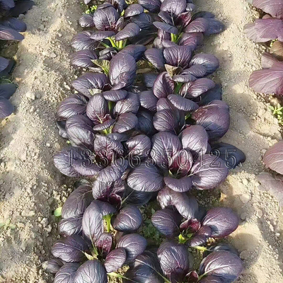 春秋深紫色油菜种子青梗菜种子