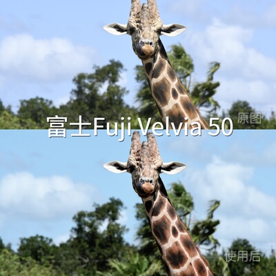 富士FujiVelvia50LUT AppleHDRHLGHLGO-LogRec.2020PQ1000一加Ace