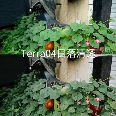Terra04日落清透LUT Pocket4PD-Log2FinalCutProDaVin松下‌LUMIX
