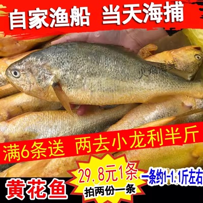 黄花鱼黄鱼新鲜鲜活1条约1-1.1斤