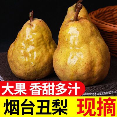 正宗中华丑梨软糯梨子山东烟台新鲜水果莱阳梨当季太婆佛手香甜粉
