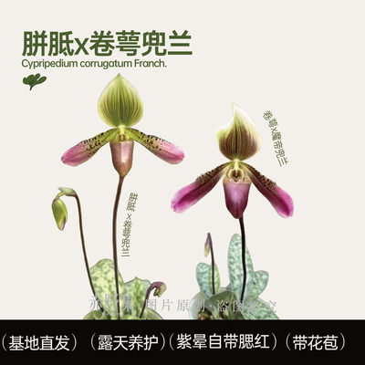 小众高端胼胝x卷萼兜兰带花苞