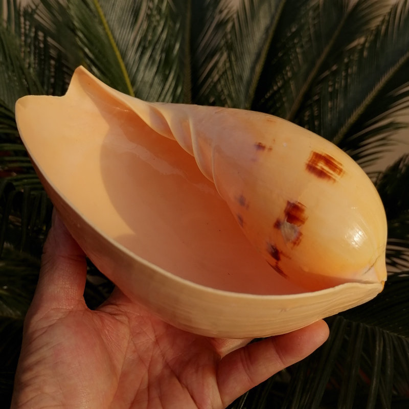 大椰子螺海螺贝壳黄瓢螺木瓜螺鱼缸水族造景装饰创意菜盘多肉盆栽