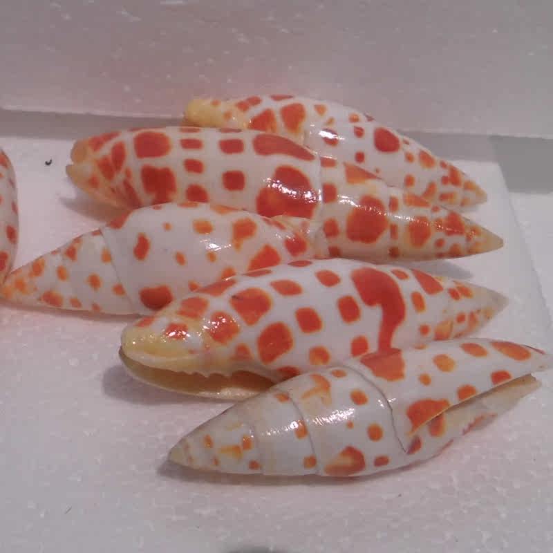 天然海螺贝壳锦鲤笔螺 铅笔螺 小笔螺 鱼缸水族造景装饰 海螺DIY