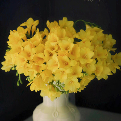 美到惊叫清新洁白无瑕象牙白白色香雪兰鲜花家居插花水养花期长