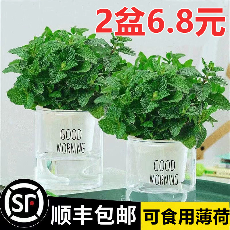 薄荷盆栽水培植物室内可食用薄荷叶驱蚊绿植客厅阳台好养花卉植物
