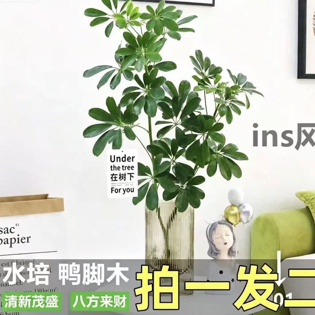 水培鸭脚木盆栽绿植物室内客厅鲜切南天竹平替水养马醉木八方来财