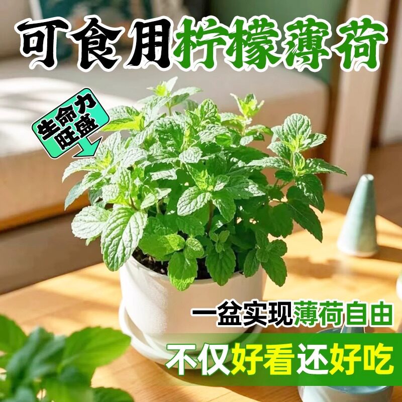 薄荷盆栽驱蚊水培植物室内大盆可食用薄荷叶绿植好养防蚊防虫植物