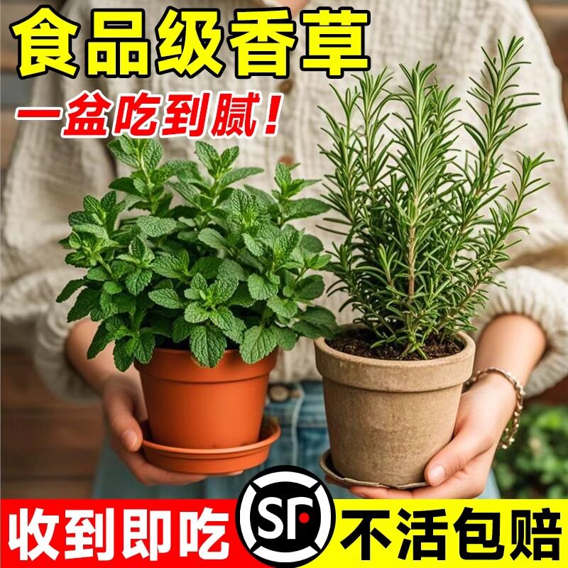 迷迭香盆栽室内好养薄荷叶水培植物可食用牛排用香草香料厨房绿植