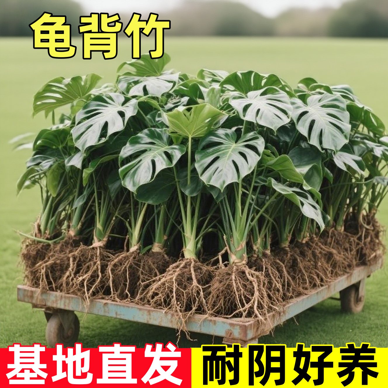 水培龟背竹盆栽土植物净化空气室内桌面观叶绿植花卉耐阴四季常青