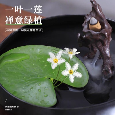 一叶莲水培植物鱼缸水草造景碗莲睡莲水养鱼虾缸净化水质好养活