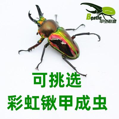 彩虹锹甲虫彩色甲虫蓝色昆虫