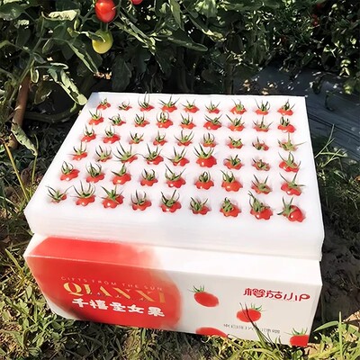 樱茄小P千禧圣女果小番茄3斤阳光沙地电白西红柿水果露天种植柿子