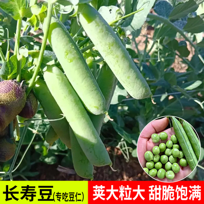 豌豆甜脆秋季蔬菜种子