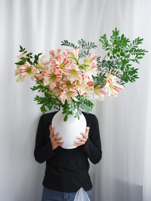 【云花甄选】荷兰进口童话红白双色朱顶红鲜花插花水养网红居家风