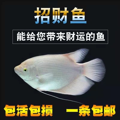 招财鱼战船活体黑眼红眼招财热带观赏鱼大中型风水鱼发财鱼包邮