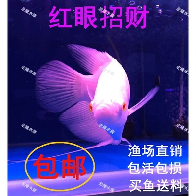 战船鱼招财鱼黑眼招财红眼招财鱼古代战船鱼活体中大型热带观赏鱼