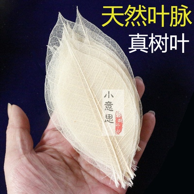 天然树叶橡胶脉络干花植物叶脉