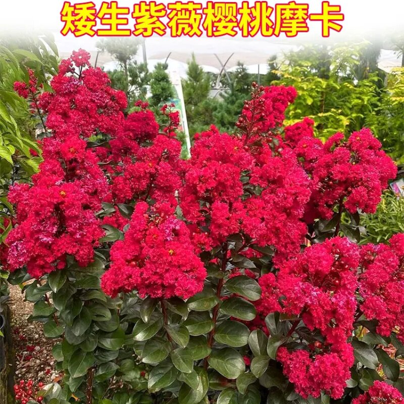 矮生樱桃摩卡紫薇花苗盆栽庭院别墅绿化苗木百日红耐热旱造景植物
