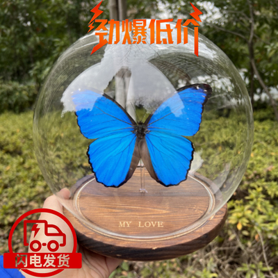 蓝闪欢乐女神兴族蝴蝶标本