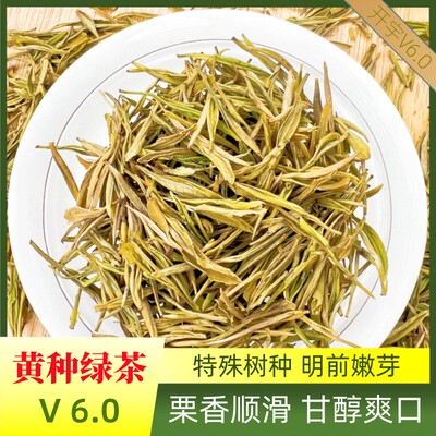 【6.0黄种绿茶】2026新茶绿茶茶叶特色黄化树种浙江工艺高端品质