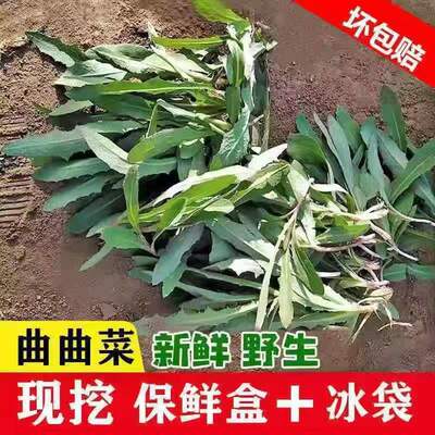 新鲜现挖曲麻菜现发当季野菜