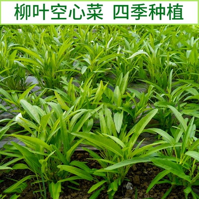 643揭阳农研揭美青梗柳叶空心菜种子 20克5.6元    满28元包邮