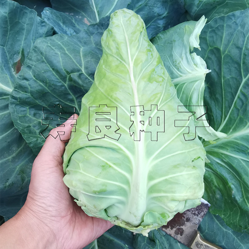 牛心甘蓝种子布尔特春丰迎春卷心菜大头菜尖包菜黄心种孑甘兰籽种_虎窝淘