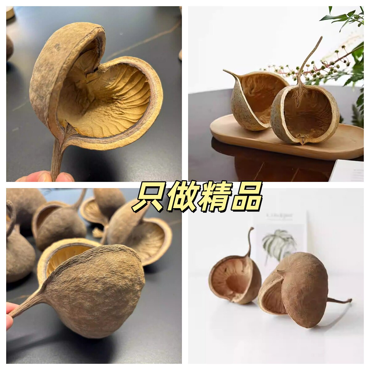 天然植物开口笑香苹婆干燥花果壳干花原生缸装饰材料桌面摆件道具