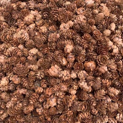 【50个一份】微景观松塔松花小松果圣诞装饰迷你款1.5——3厘米