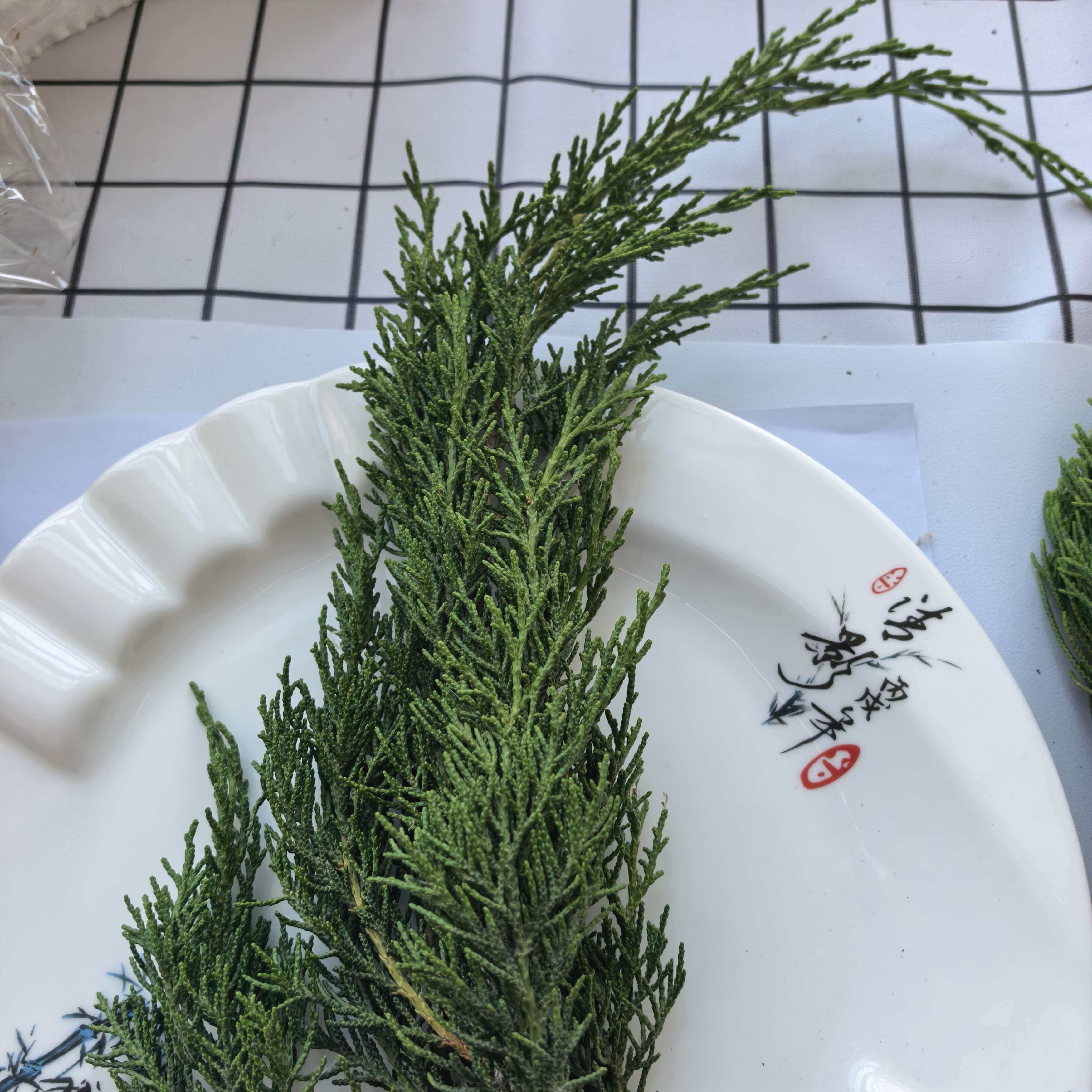 纯天然真松柏枝叶 龙柏叶子圣诞树装饰diy花环永生花松塔摆件扁柏