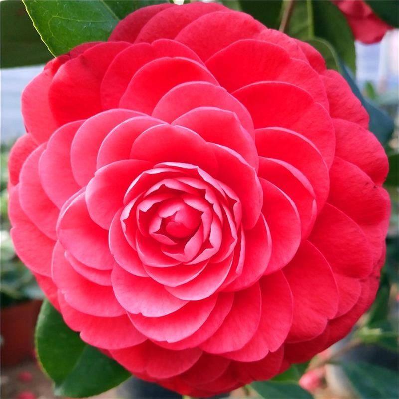 六角大红赤丹茶花树苗耐寒耐热室内花卉盆栽四季绿植室外庭院阳台