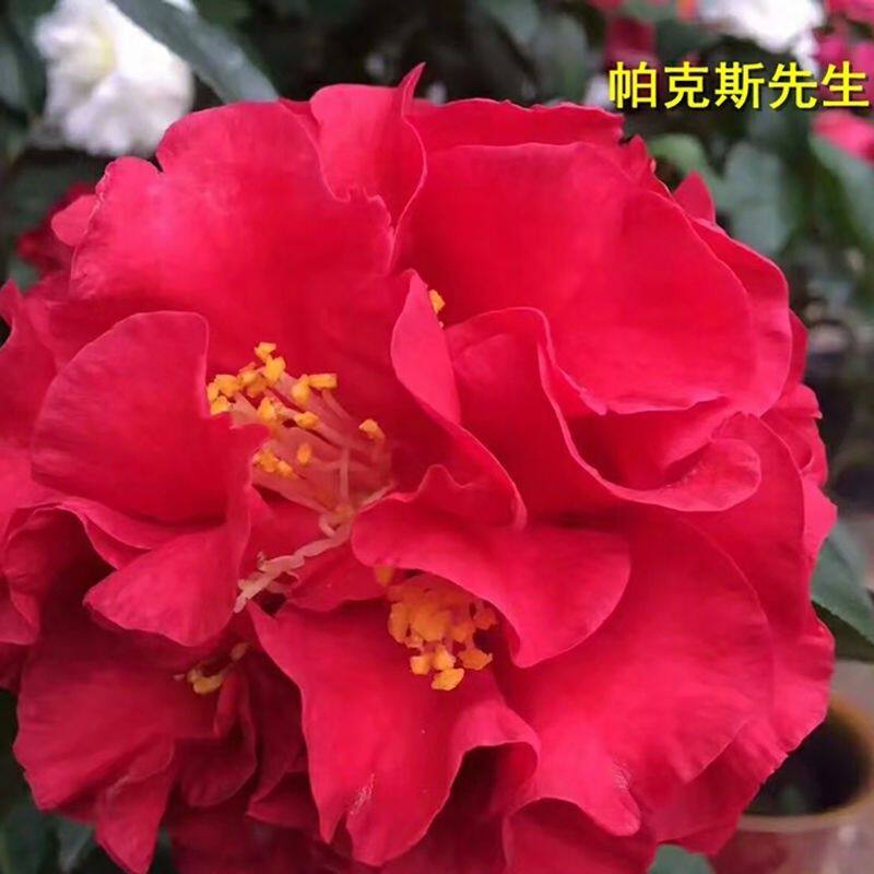帕克斯先生山茶花大苹果巨型花牡丹型红色阳台庭院带花苞盆栽花卉