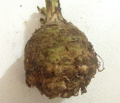 新鲜根芹  root celery 根洋芹 球根塘蒿