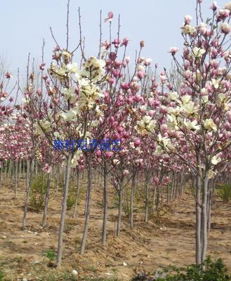 玉兰苗 玉兰树苗红玉兰苗 紫玉兰 苗广玉兰苗 白兰苗庭院植物