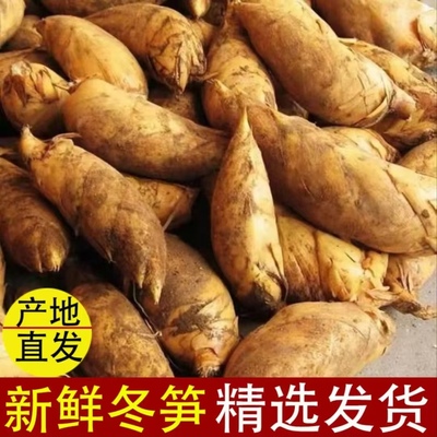 福建野生冬笋现挖现发新鲜冬笋楠竹笋黄泥大笋农家生鲜蔬菜毛竹笋