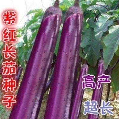 紫红长茄种子紫红色红茄长茄子种籽四季春季农家田园蔬菜种孑
