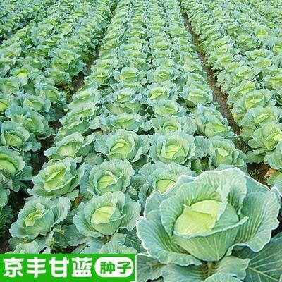 蔬菜春季中熟田园甘蓝种子