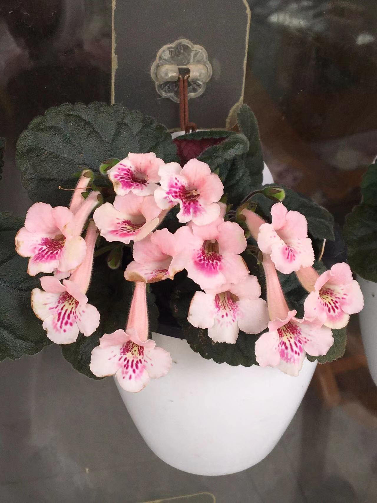 苦苣苔科迷你岩桐 迷岩花苗新品银河的橙之梦