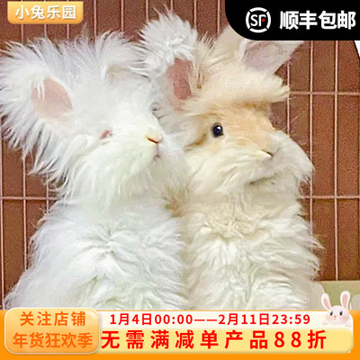 兔子活物安哥拉双血统好养纯种