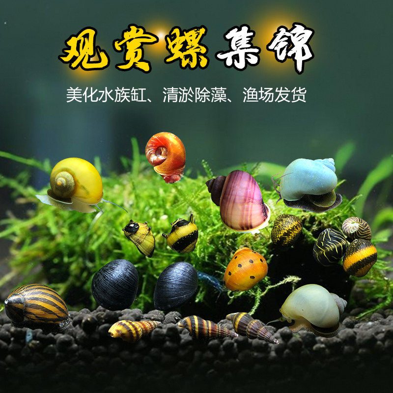 观赏螺苹果神秘黄金螺活体杀手螺黑金刚螺彩蛋螺清洁除藻工具螺