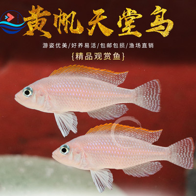 黄帆天堂鸟新手可养好养易活