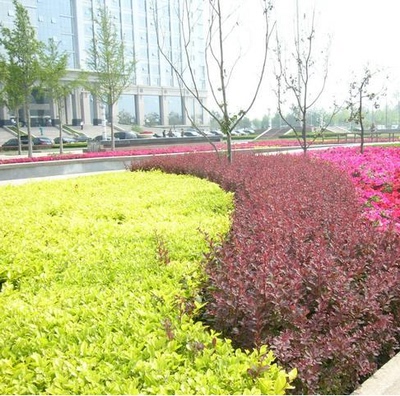 彩色苗木金叶围墙园林绿化