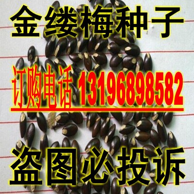 新采花木种子 金缕梅种子金缕梅木里香、牛踏果 新种子
